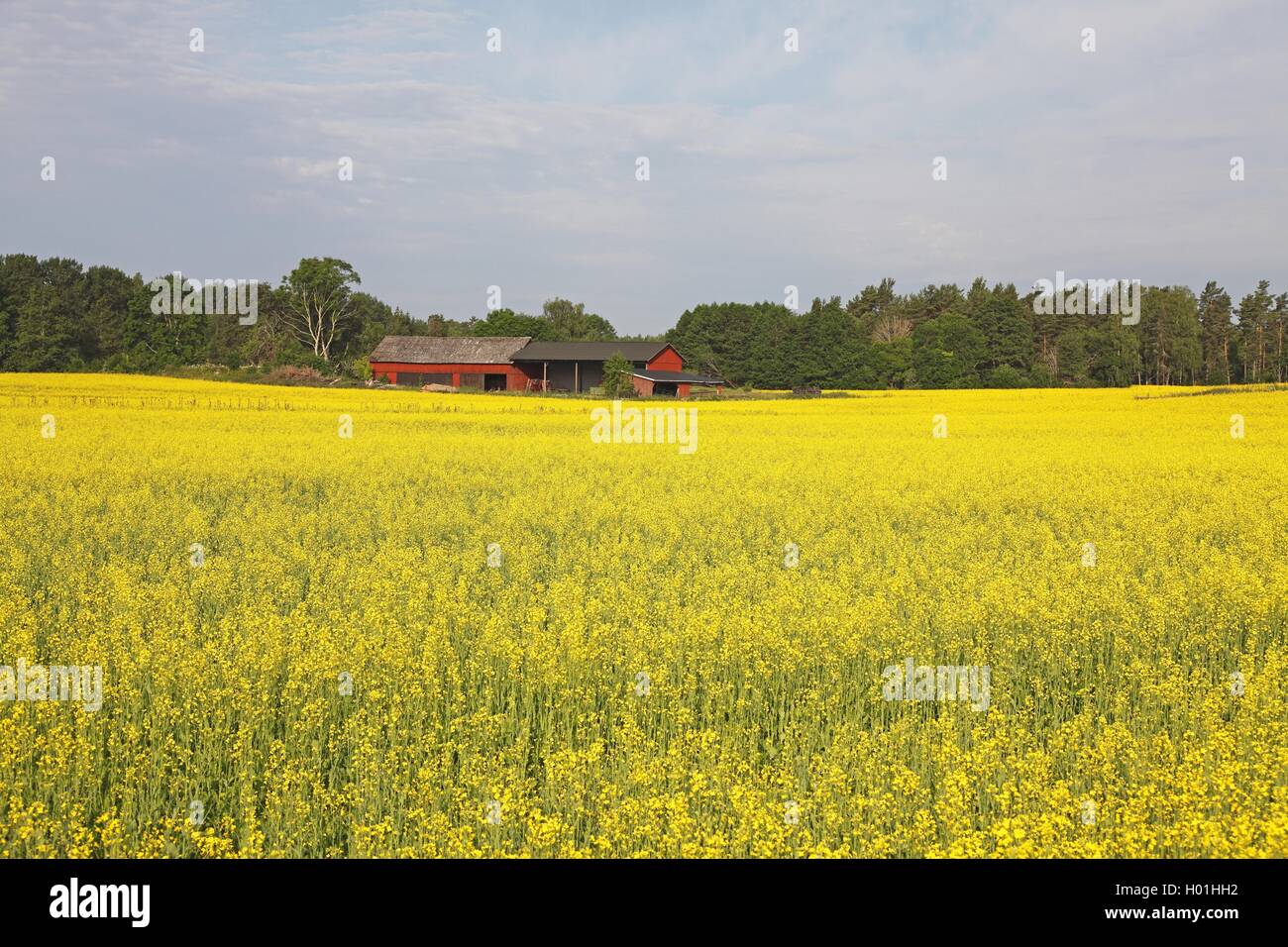 rape, turnip (Brassica napus), rape field with a farmhouse near ...