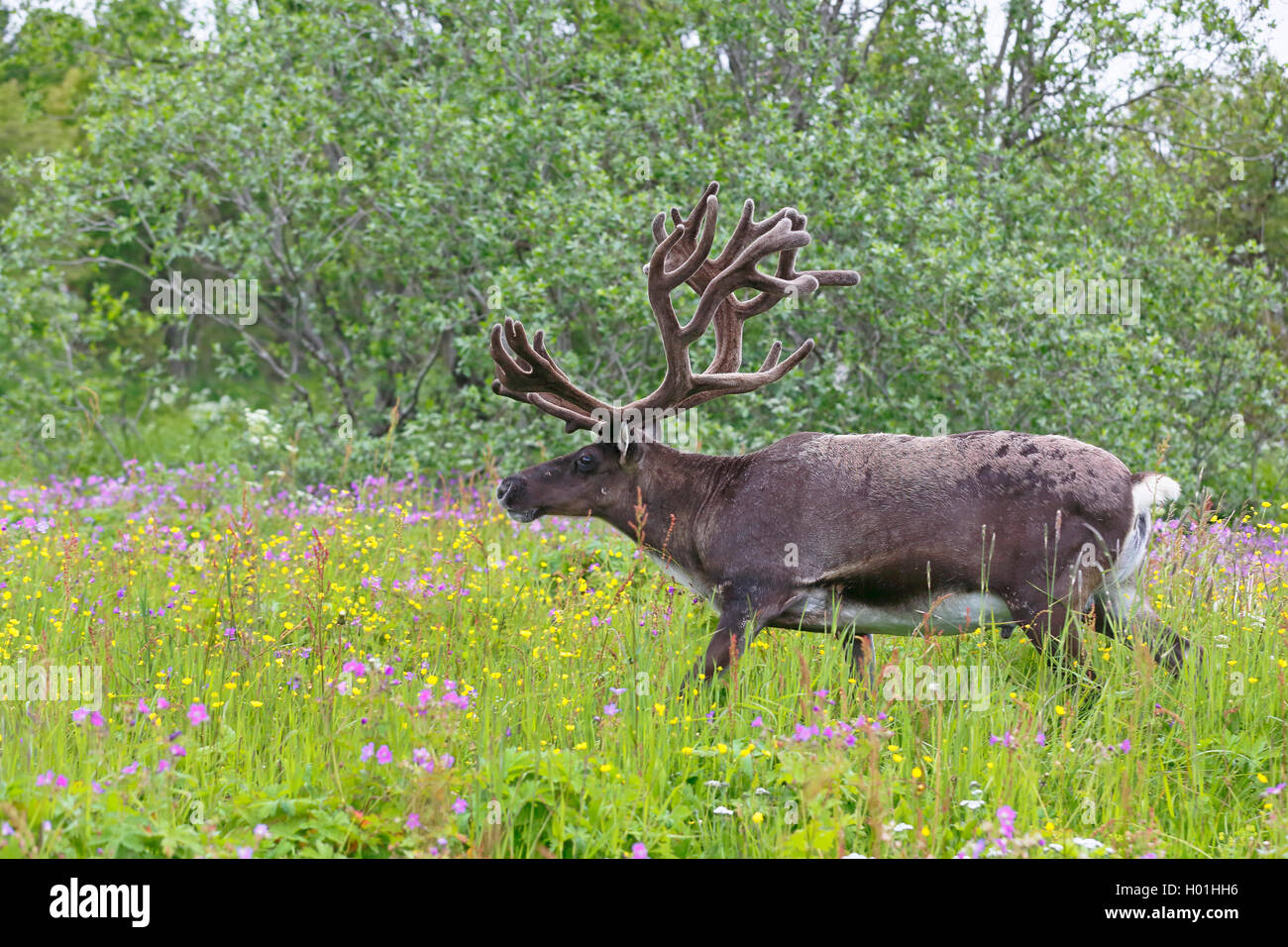 European reindeer, European caribou (Rangifer tarandus tarandus), male ...