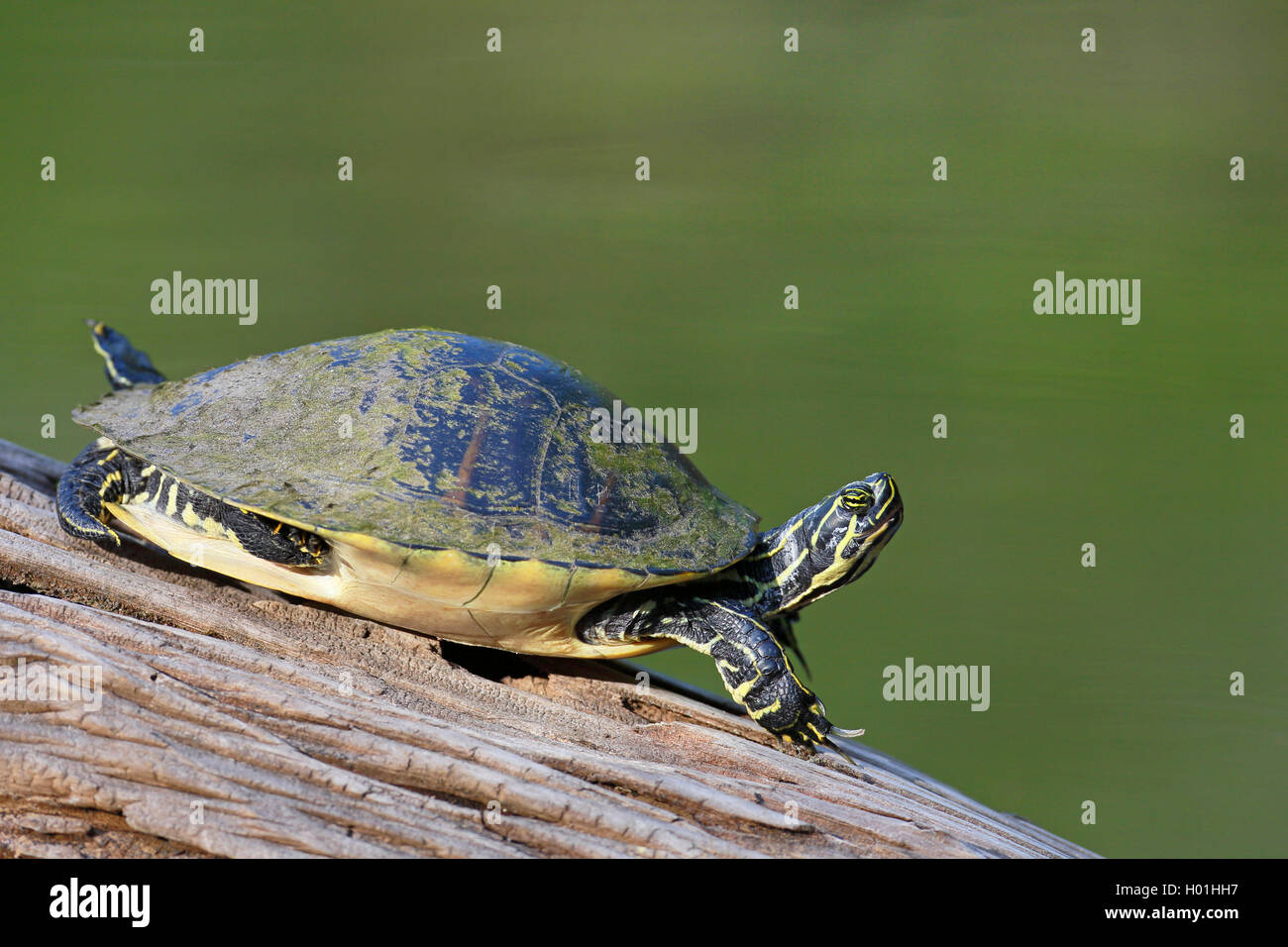 American red bellied turtle hi-res stock photography and images - Alamy