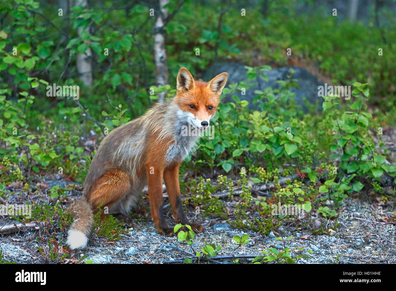 red fox (Vulpes vulpes), sits at forest edge, Finland, Lapland ...