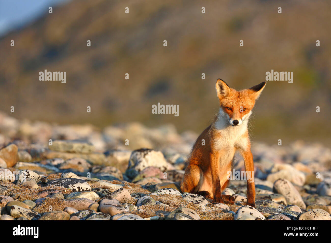 Red fox carnivore hi-res stock photography and images - Alamy
