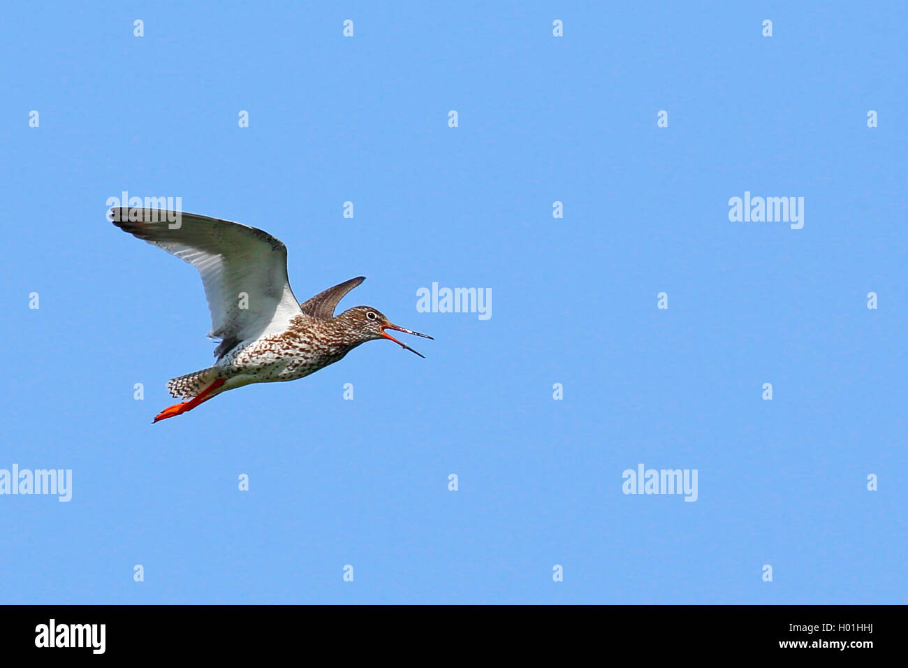Redshank in flight blue sky hi-res stock photography and images - Alamy