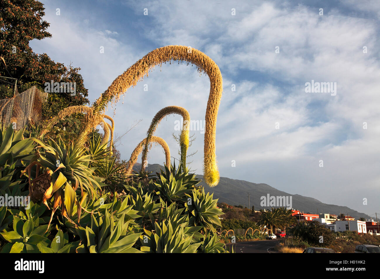 foxtail agave, spineless century plant (Agave attenuata), agaves at the ...