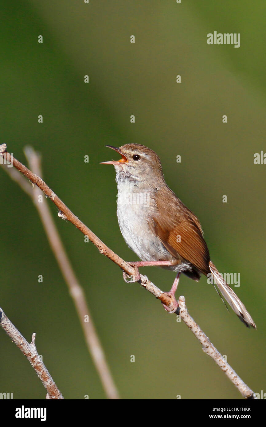 Cetti's warbler singing hi-res stock photography and images - Alamy