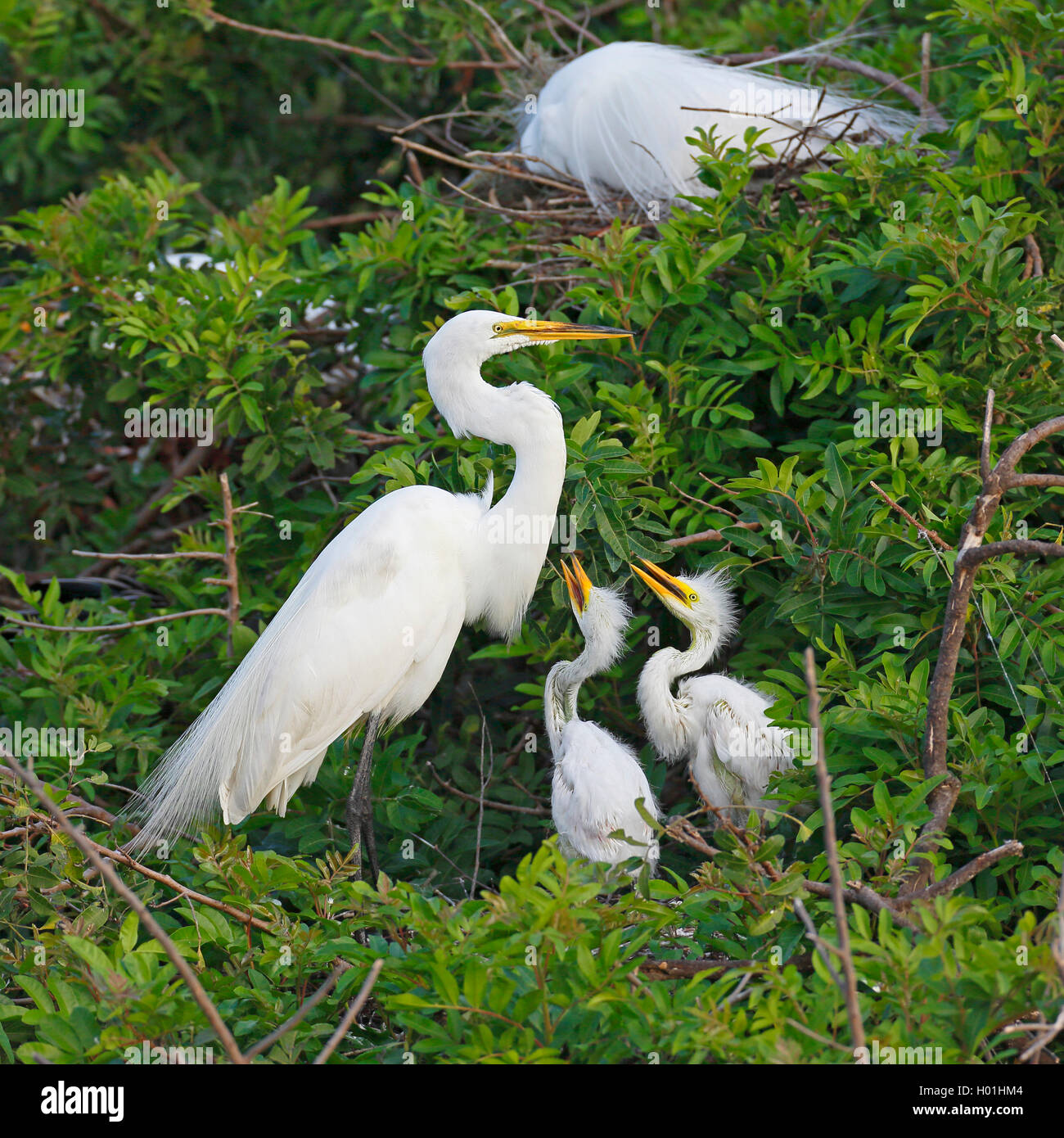 Juvenile great egret hi-res stock photography and images - Alamy