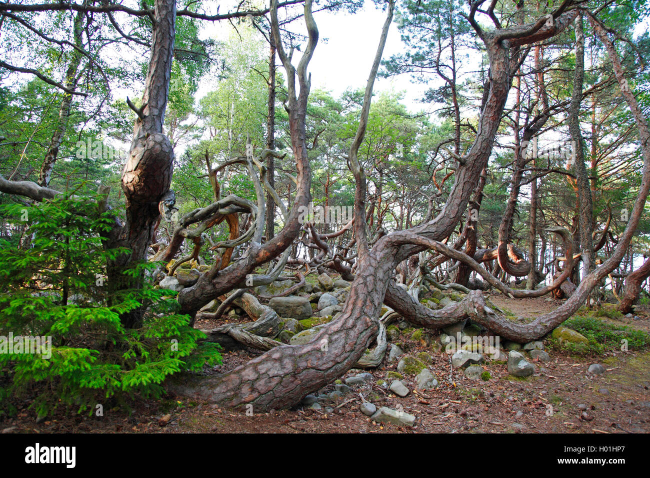 Scotch pine, Scots pine (Pinus sylvestris), spiral growth of pines ...