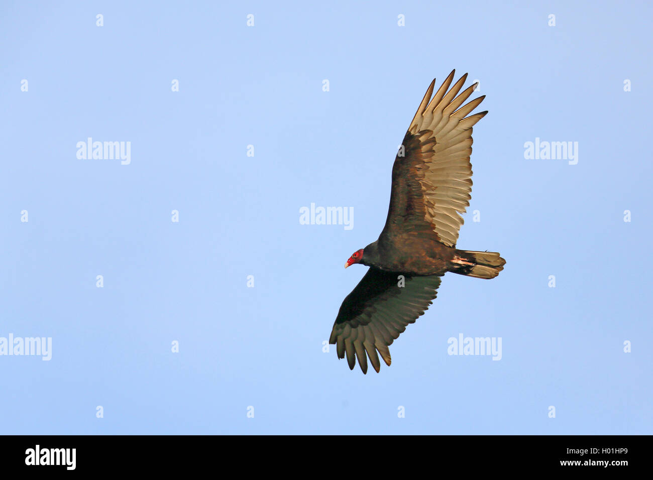 Truthahn hi-res stock photography and images - Alamy