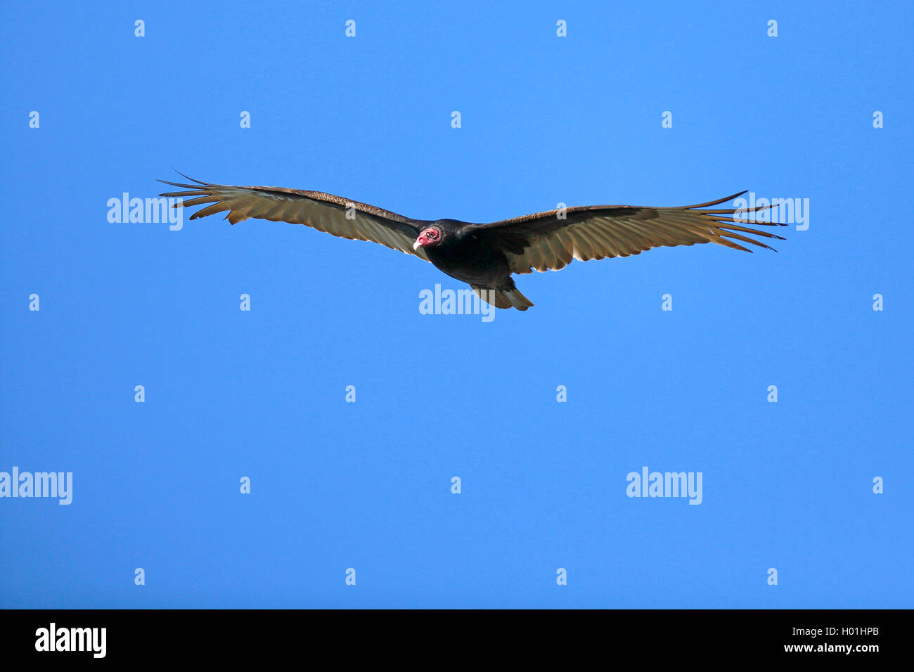 Truthahn hi-res stock photography and images - Alamy