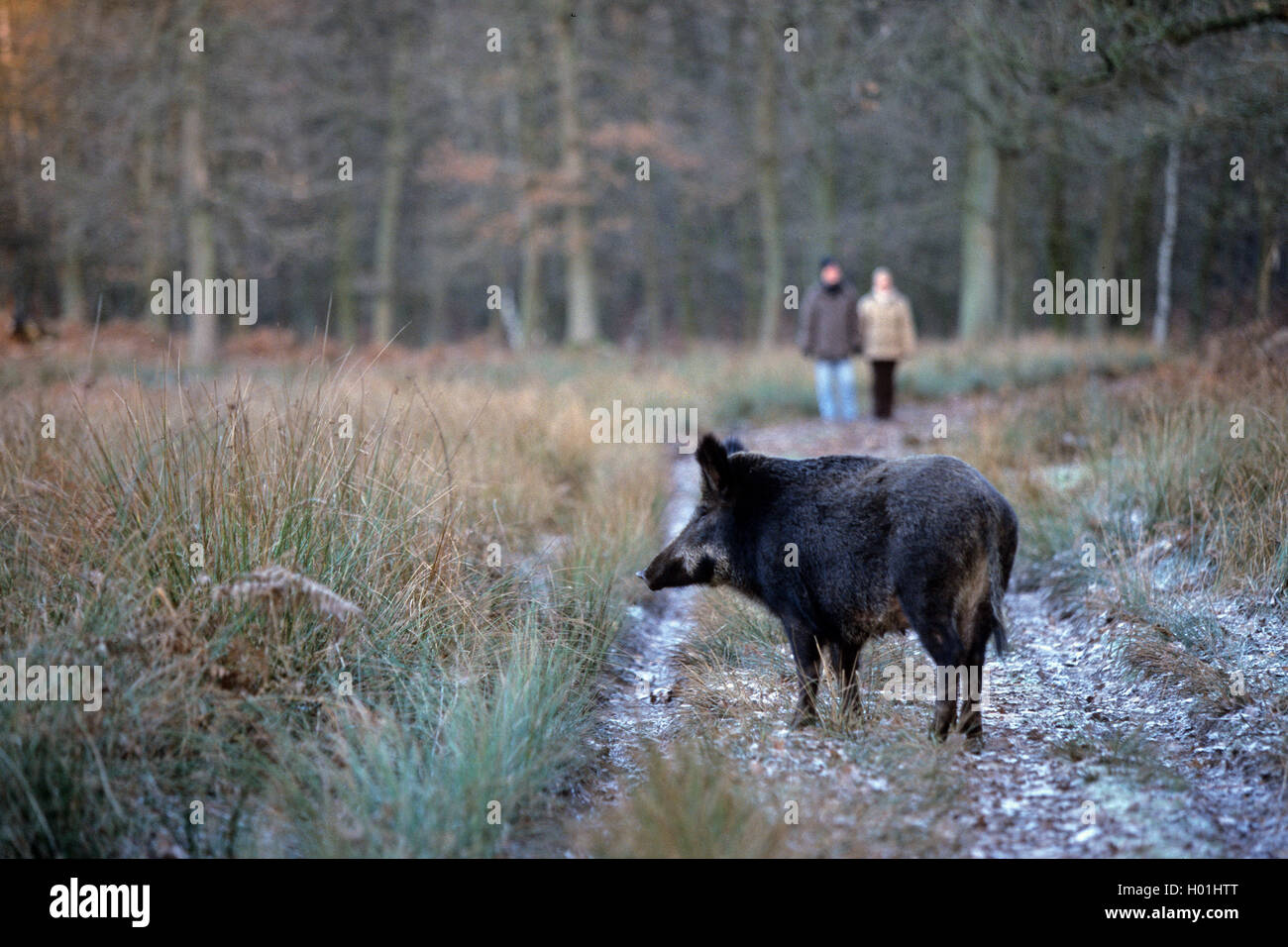 wild boar, pig, wild boar (Sus scrofa), stands on a footpath, Germany ...