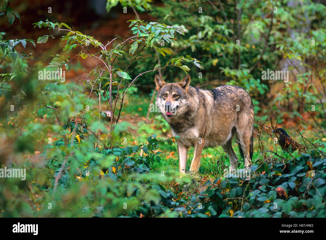 European gray wolf (Canis lupus lupus), stands at a wood, Germany ...