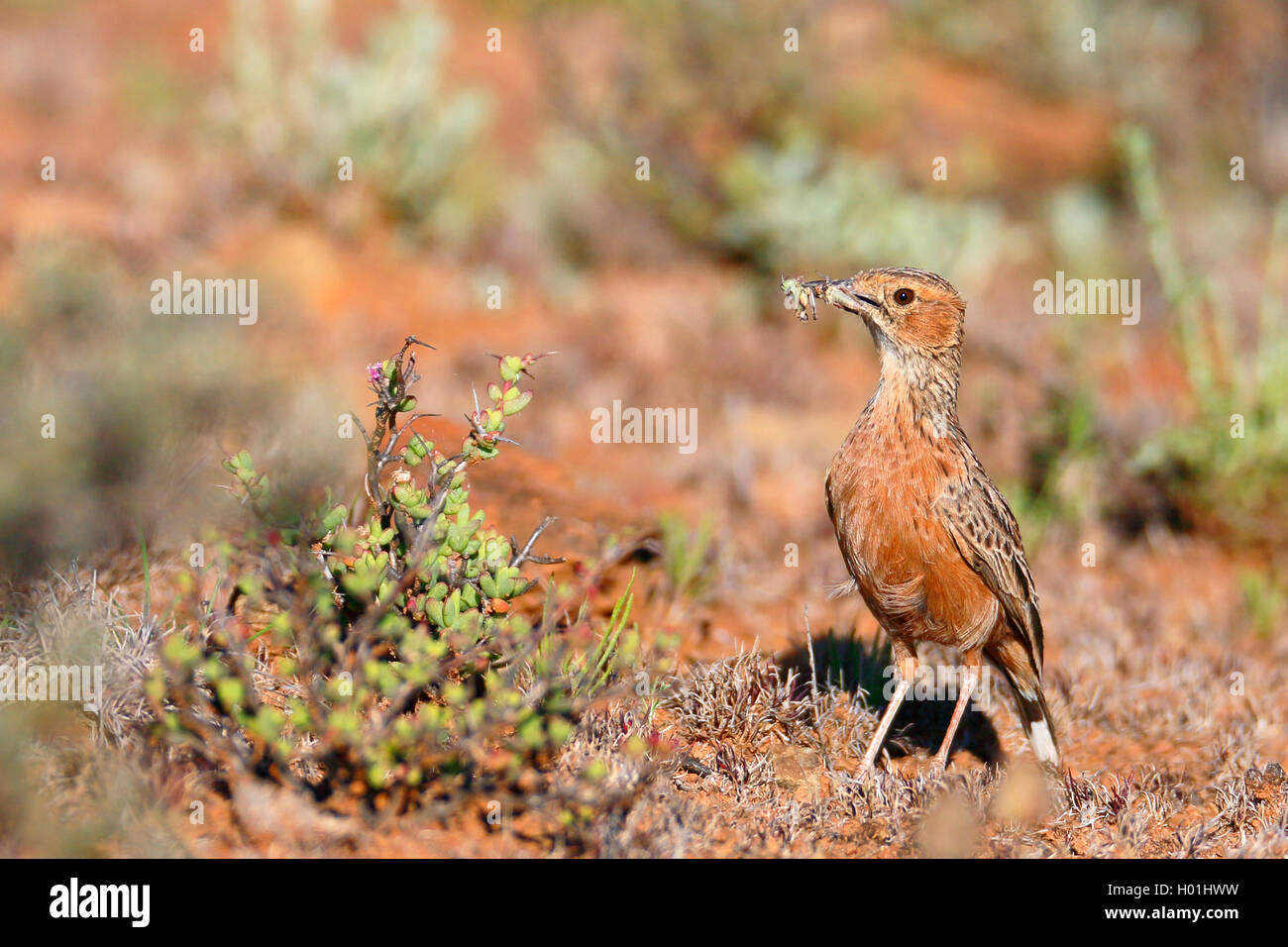 Lark hunting hi-res stock photography and images - Alamy