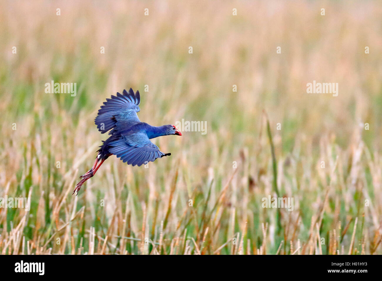 American purple gallinule hi-res stock photography and images - Alamy
