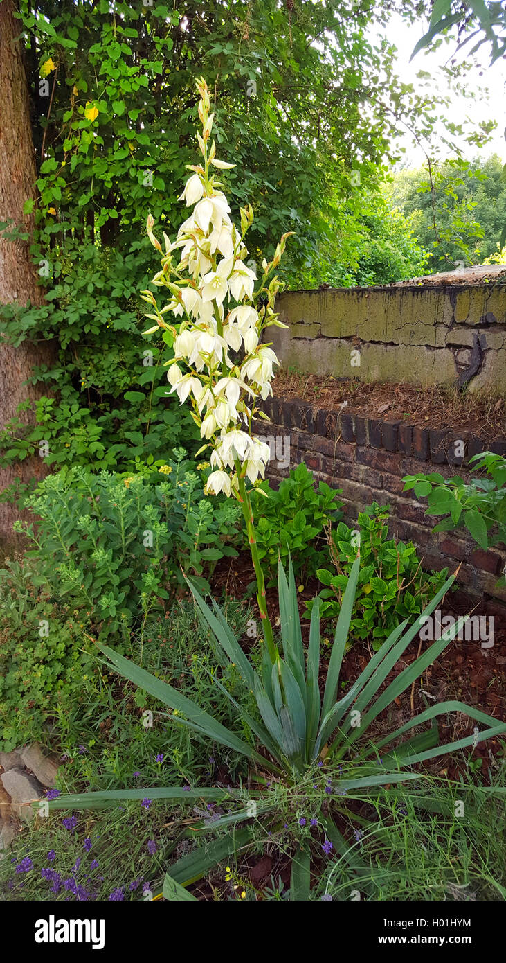 Adam's needle, weak-leaf Yucca (Yucca filamentosa), blooming, Germany ...