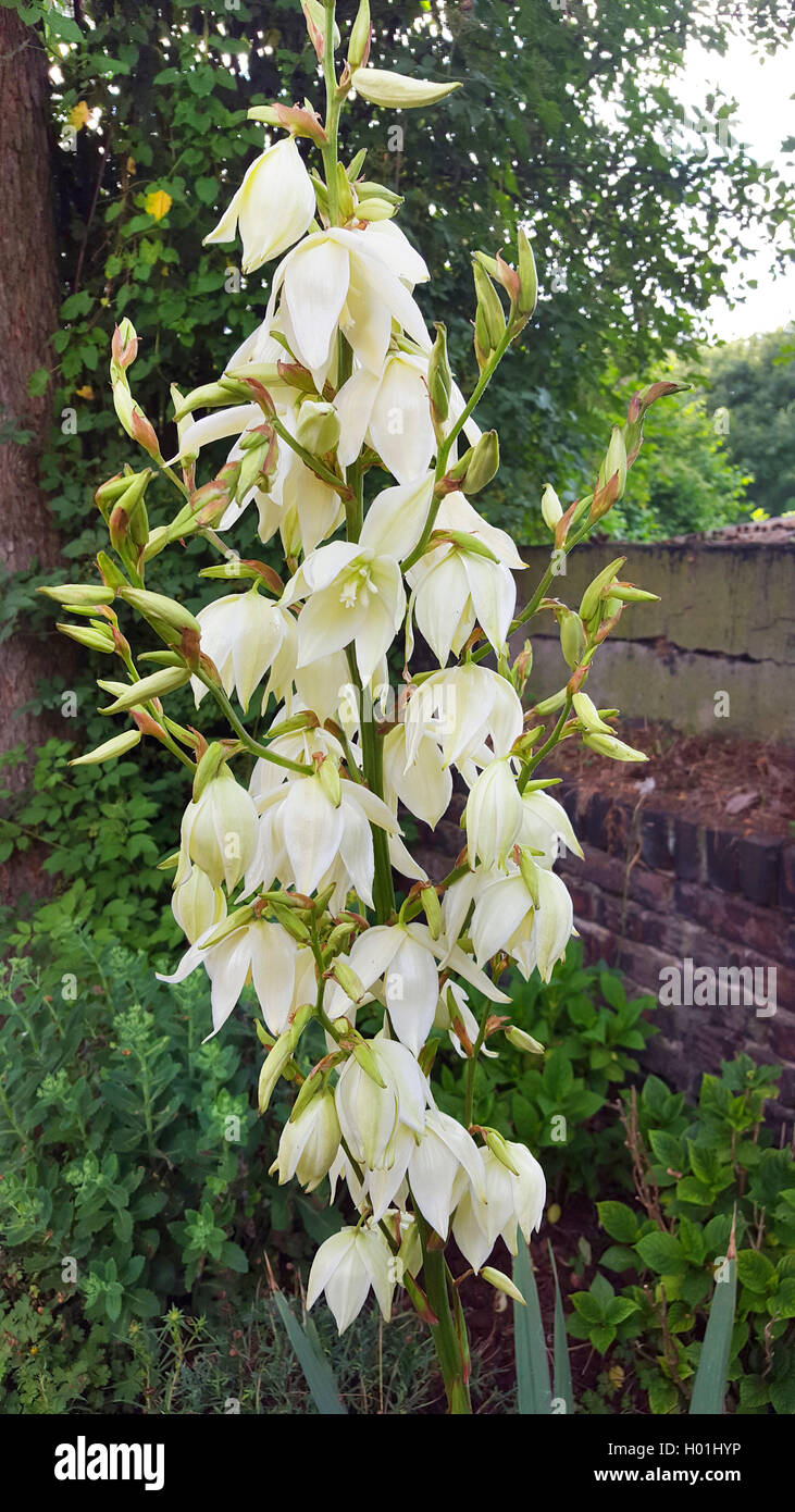 Adam's needle, weak-leaf Yucca (Yucca filamentosa), blooming, Germany ...