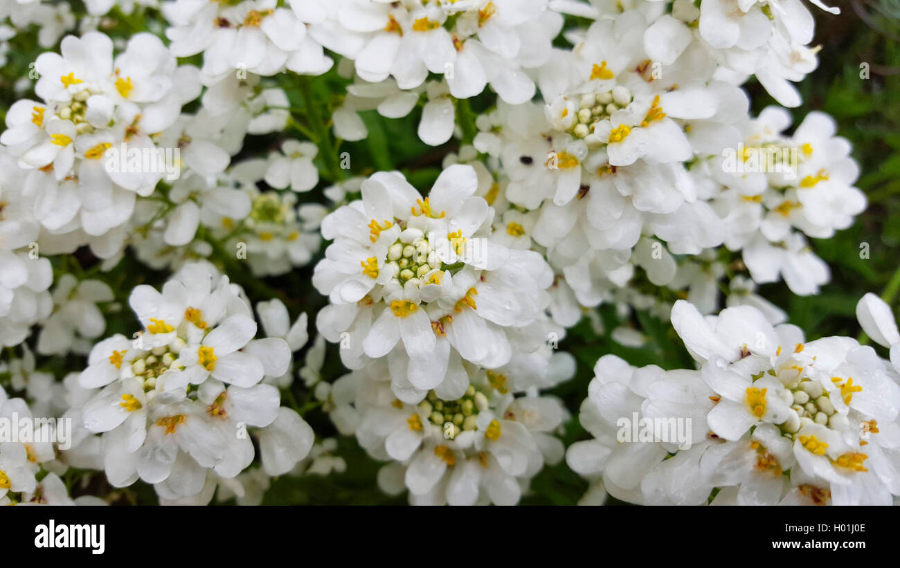 Bitter candytuft iberis amara hi-res stock photography and images - Alamy