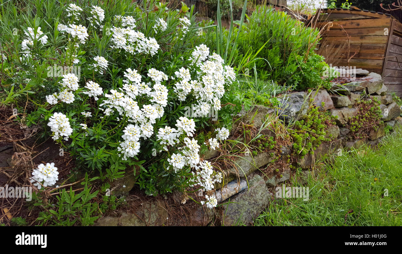 Iberis amara hi-res stock photography and images - Alamy