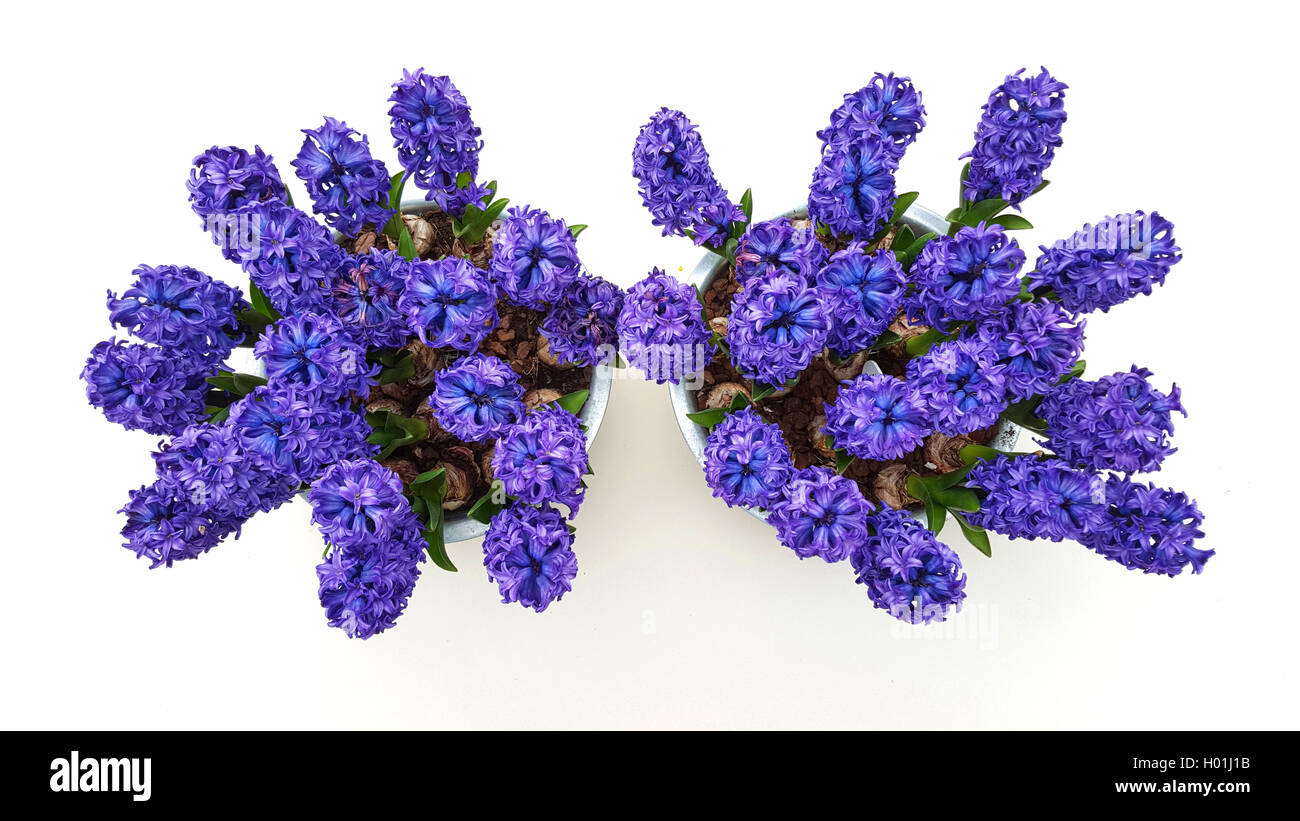Jacinthes hi-res stock photography and images - Alamy