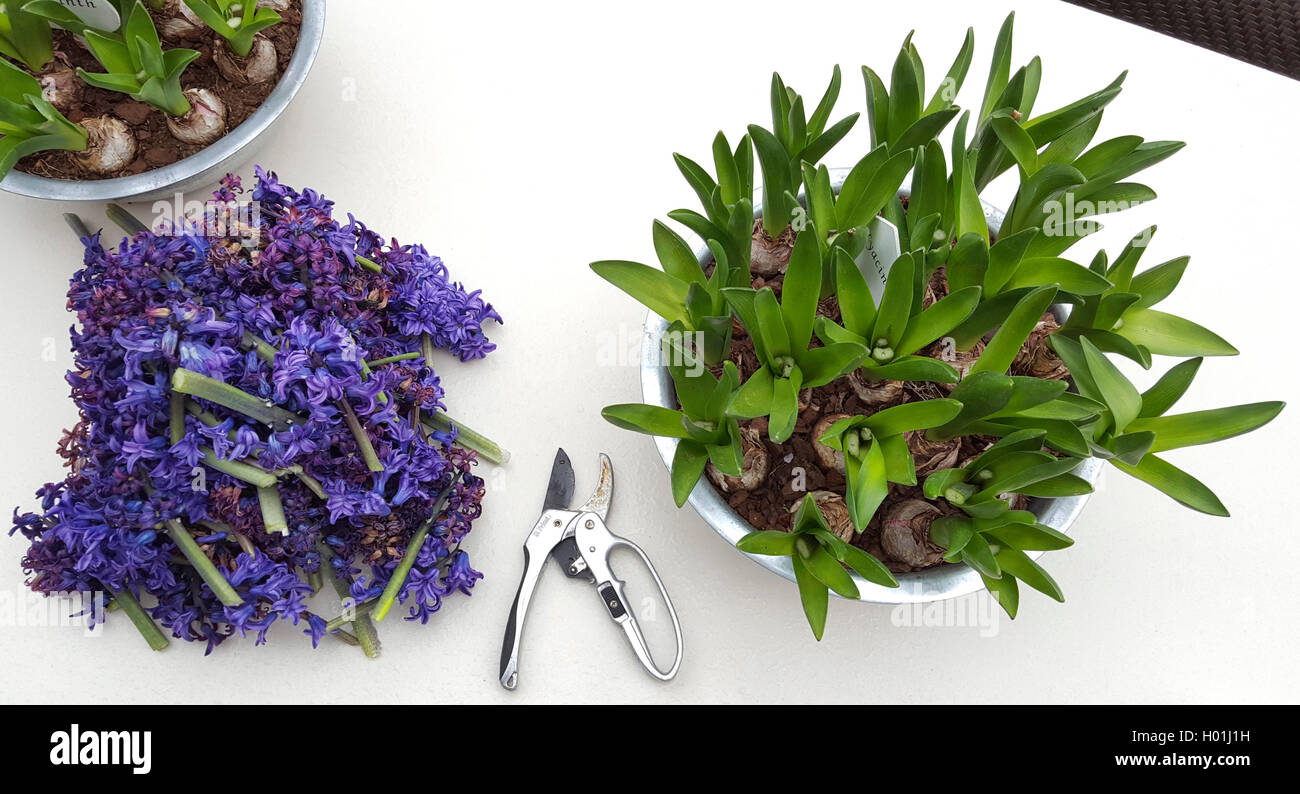 Jacinthe (Hyacinthus orientalis), jacinthes in flower bowls were cut ...