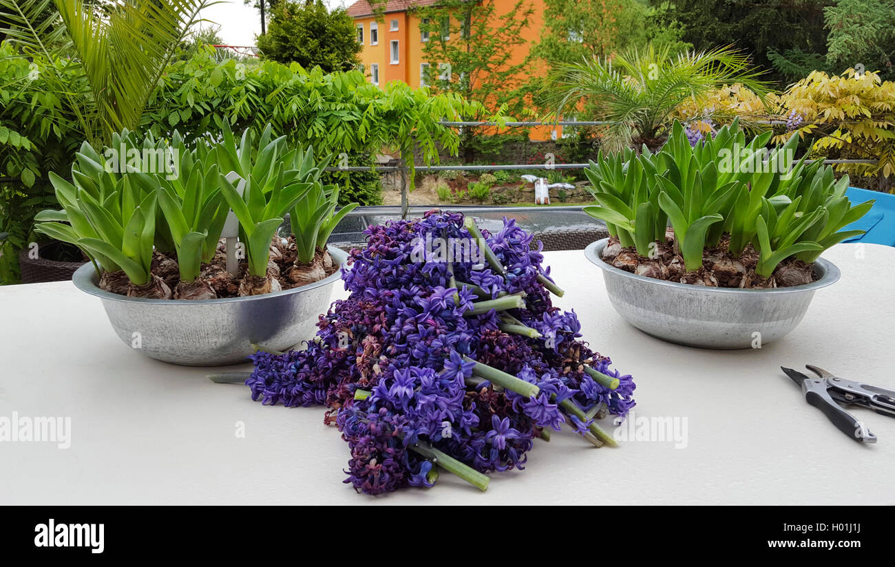 Ornamental bowls hi-res stock photography and images - Alamy