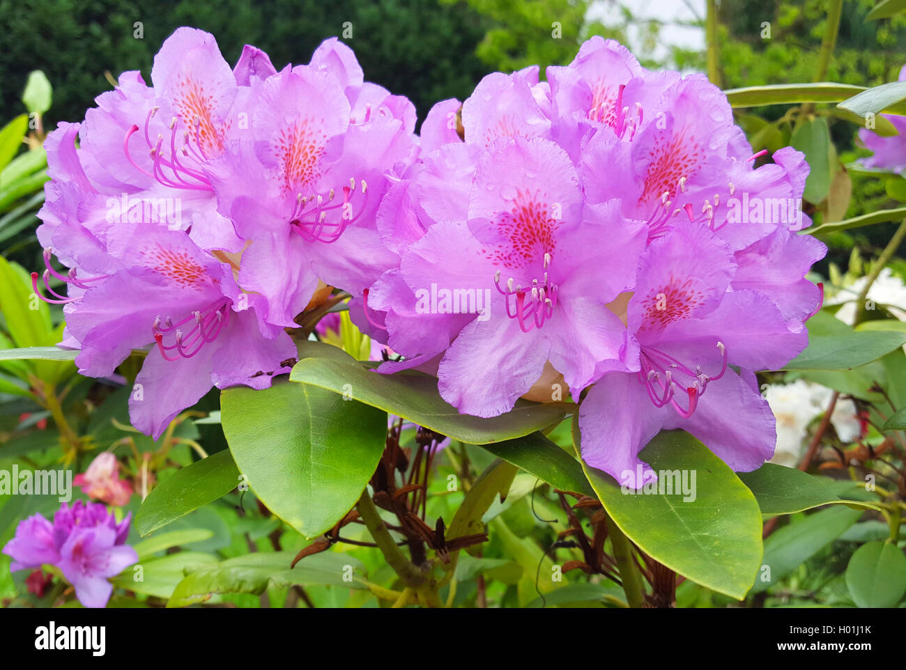 Catawba rhododendron, Catawba rose bay (Rhododendron catawbiense ...