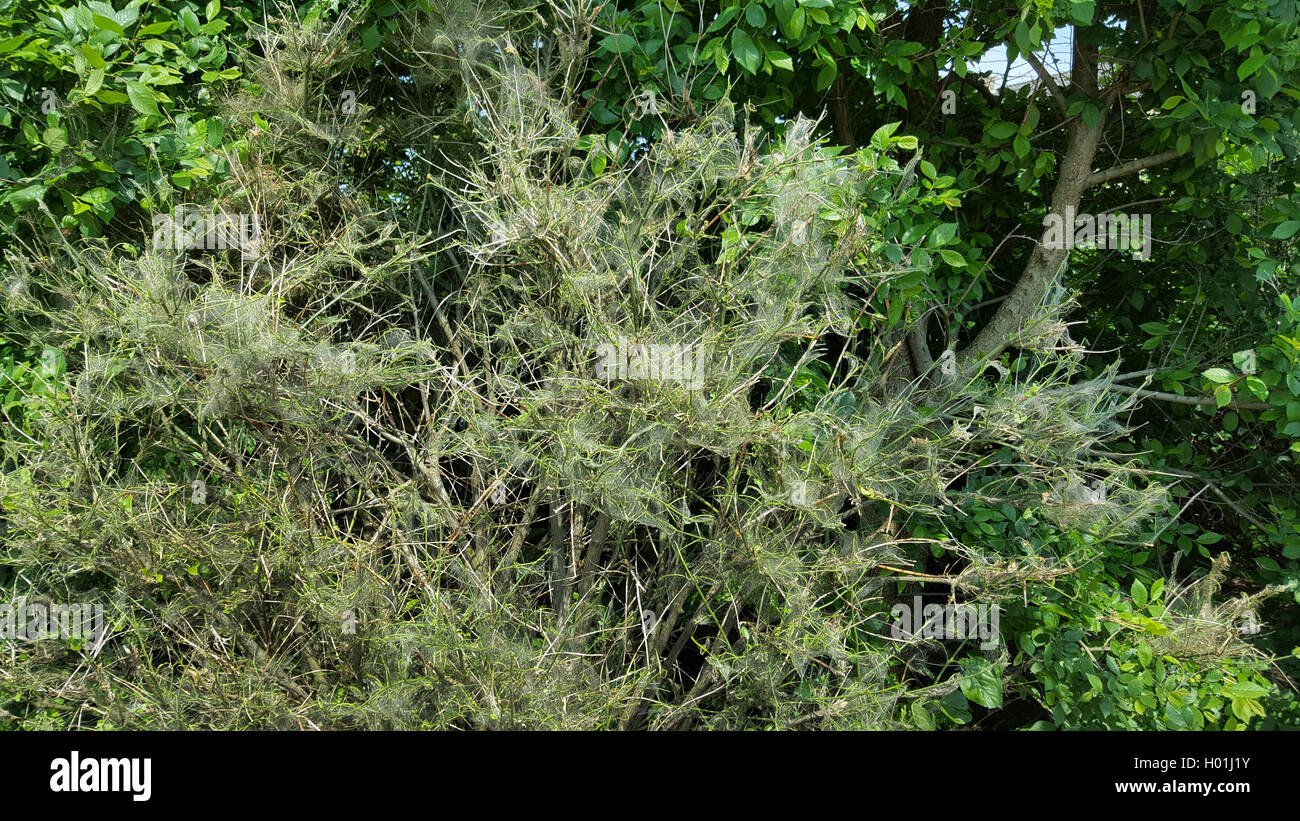 Motten insekten hi-res stock photography and images - Alamy