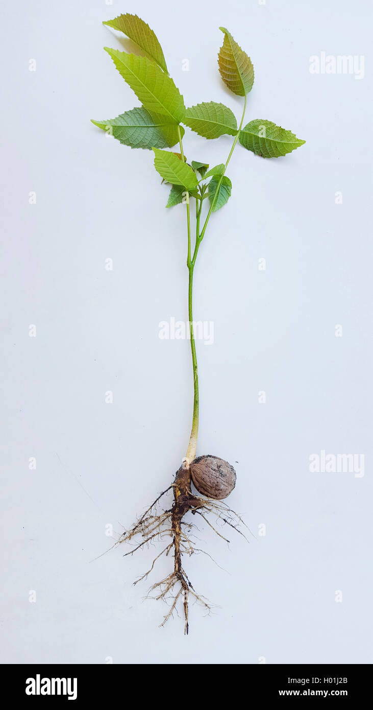 Walnut seedling hi-res stock photography and images - Alamy