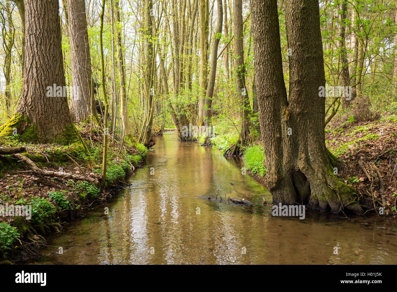 common alder, black alder, European alder (Alnus glutinosa), alder ...