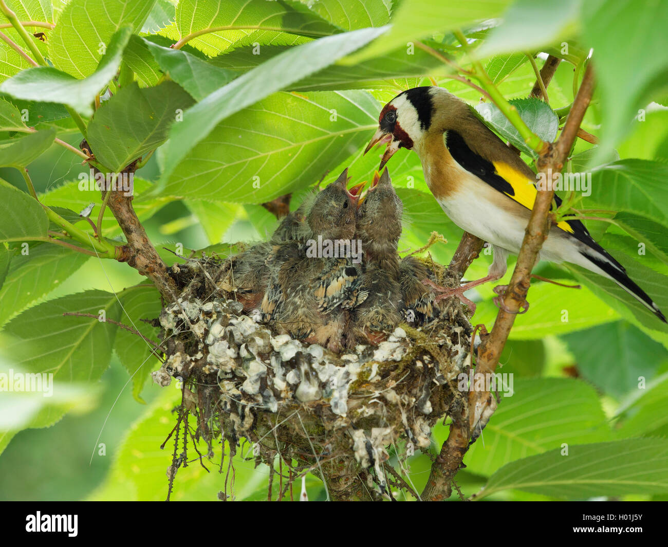 Eurasian goldfinch (Carduelis carduelis), at the nest with nearly fully ...