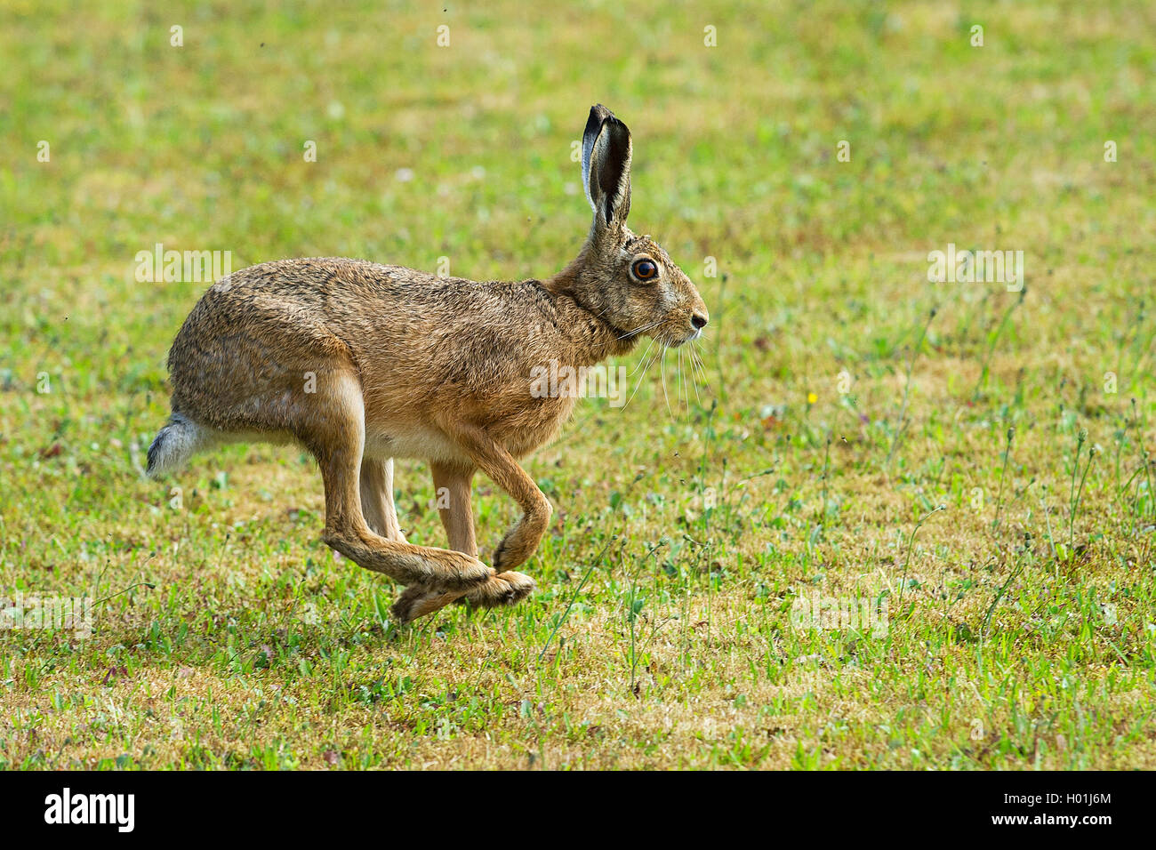 European hare, Brown hare (Lepus europaeus), runs in a meadow, Germany ...