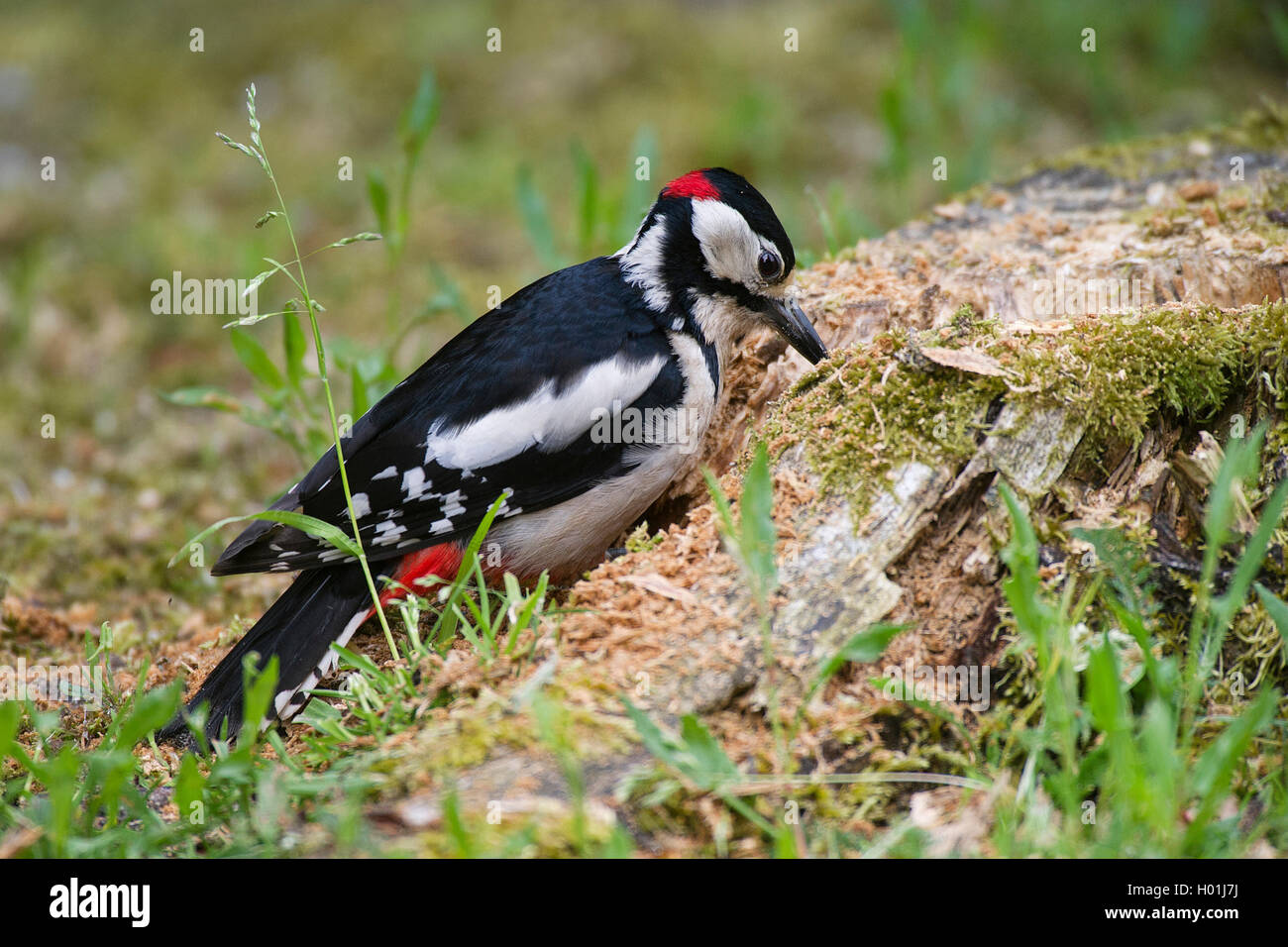 Buntspecht, Bunt-Specht, Grosser Buntspecht, Rotspecht, Rot-Specht ...