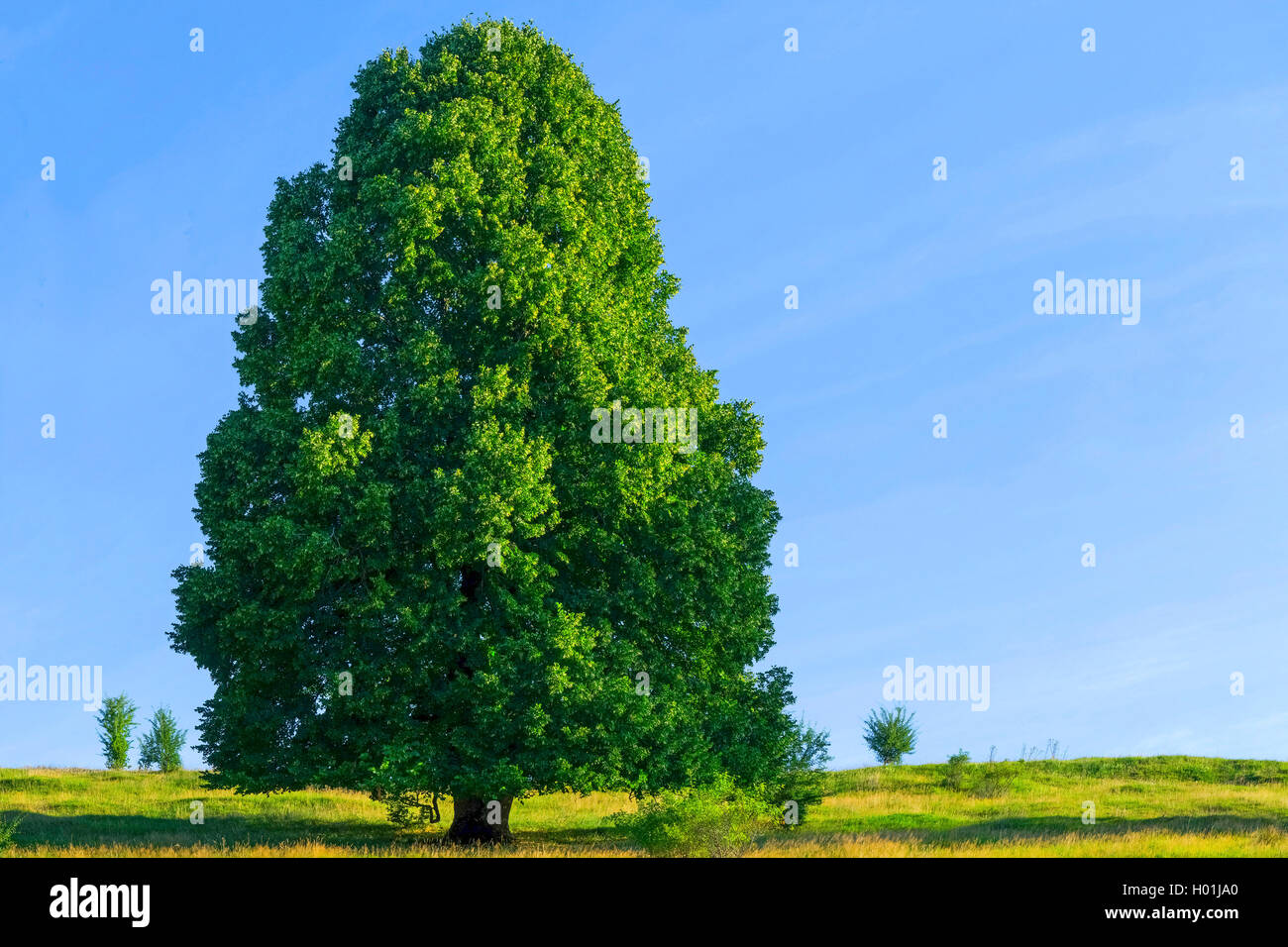 Linden tree habitat hi-res stock photography and images - Alamy