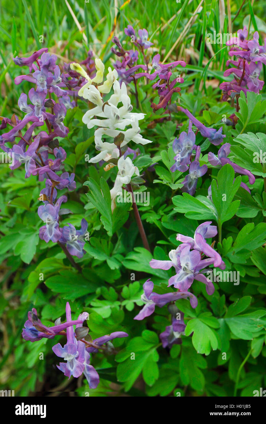 Blue corydalis hi-res stock photography and images - Alamy