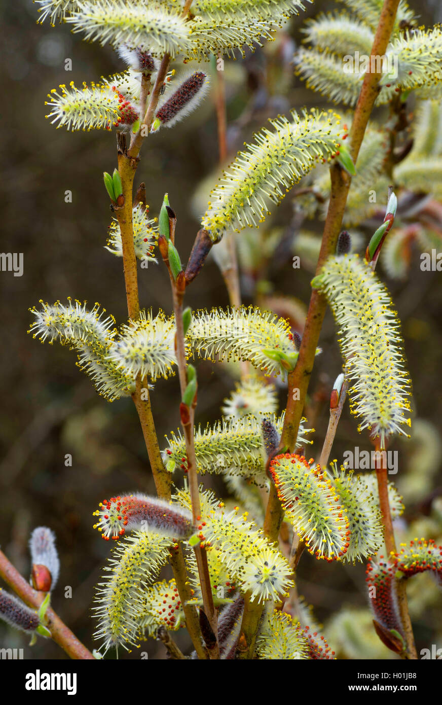 willow, osier (Salix spec.), bloomig willow twigs, Germany, Bavaria ...