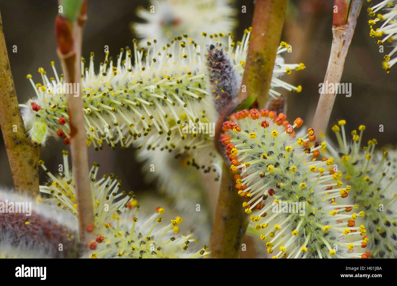willow, osier (Salix spec.), bloomig willow twigs, Germany, Bavaria ...