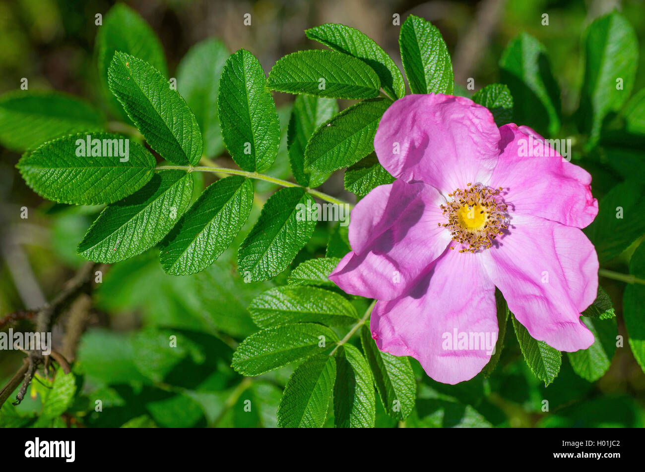 Japanese rose angiosperm angiosperms hi-res stock photography and ...