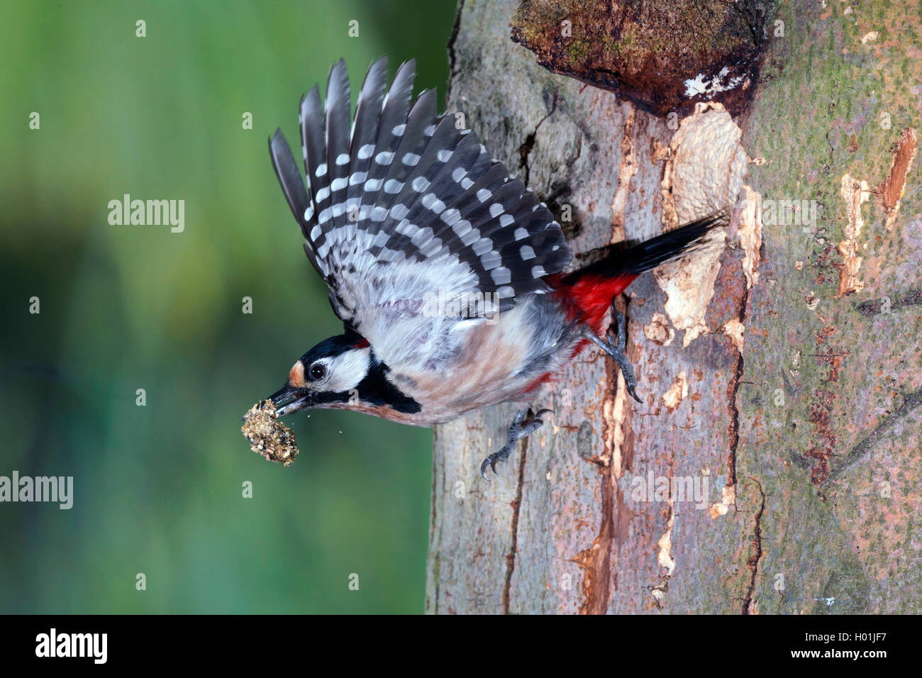 Buntspecht, Bunt-Specht, Grosser Buntspecht, Rotspecht, Rot-Specht, Schildspecht, Schild-Specht ...