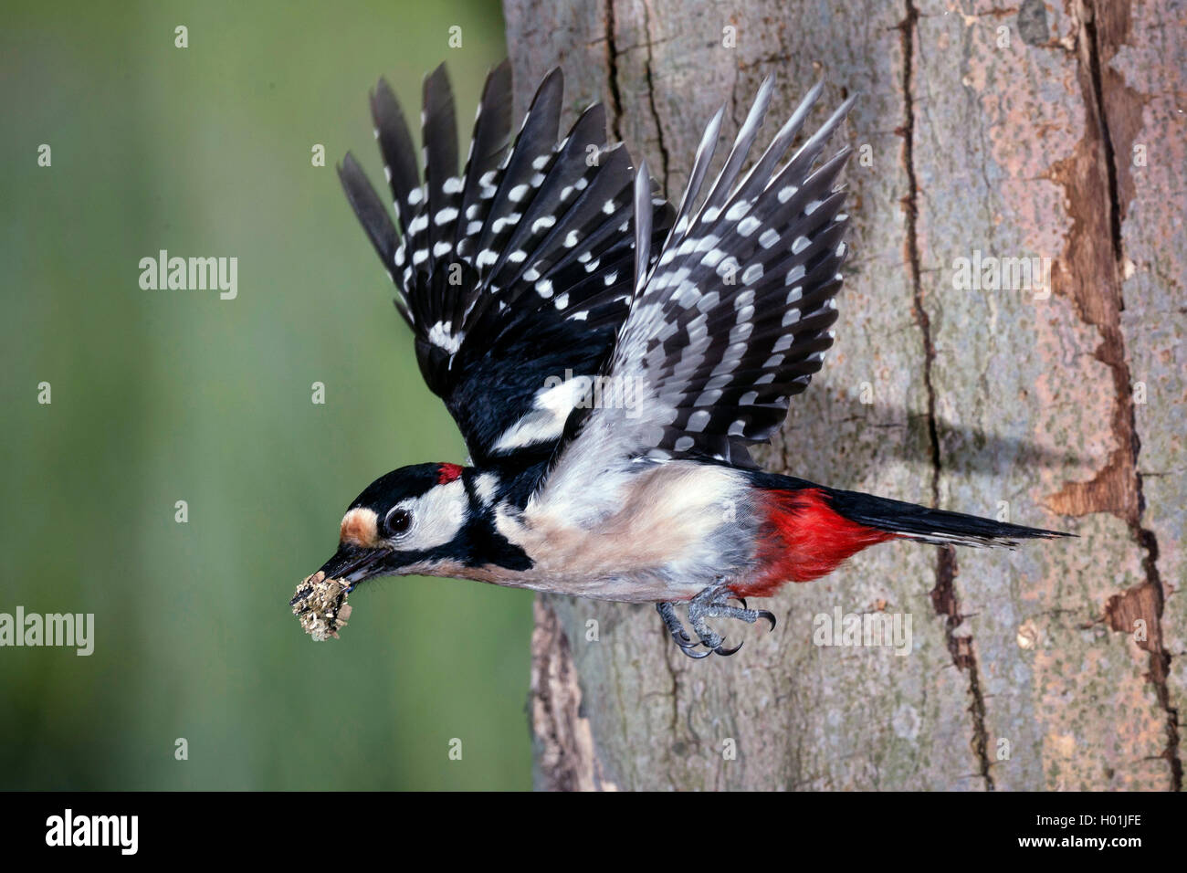 Schild specht hi-res stock photography and images - Alamy