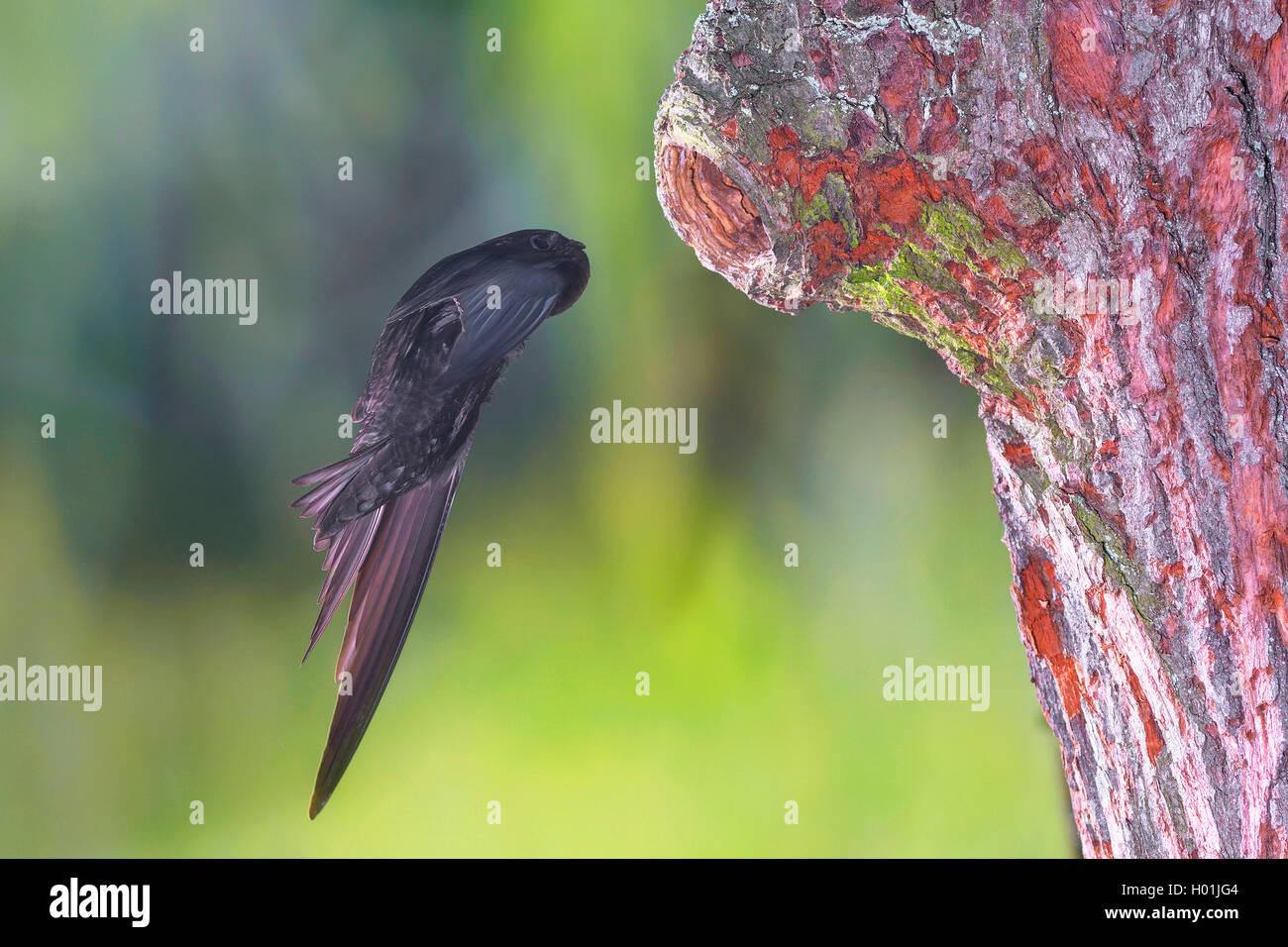 Eurasian swift (Apus apus), approaching breeding cave in a trunk, pouch ...