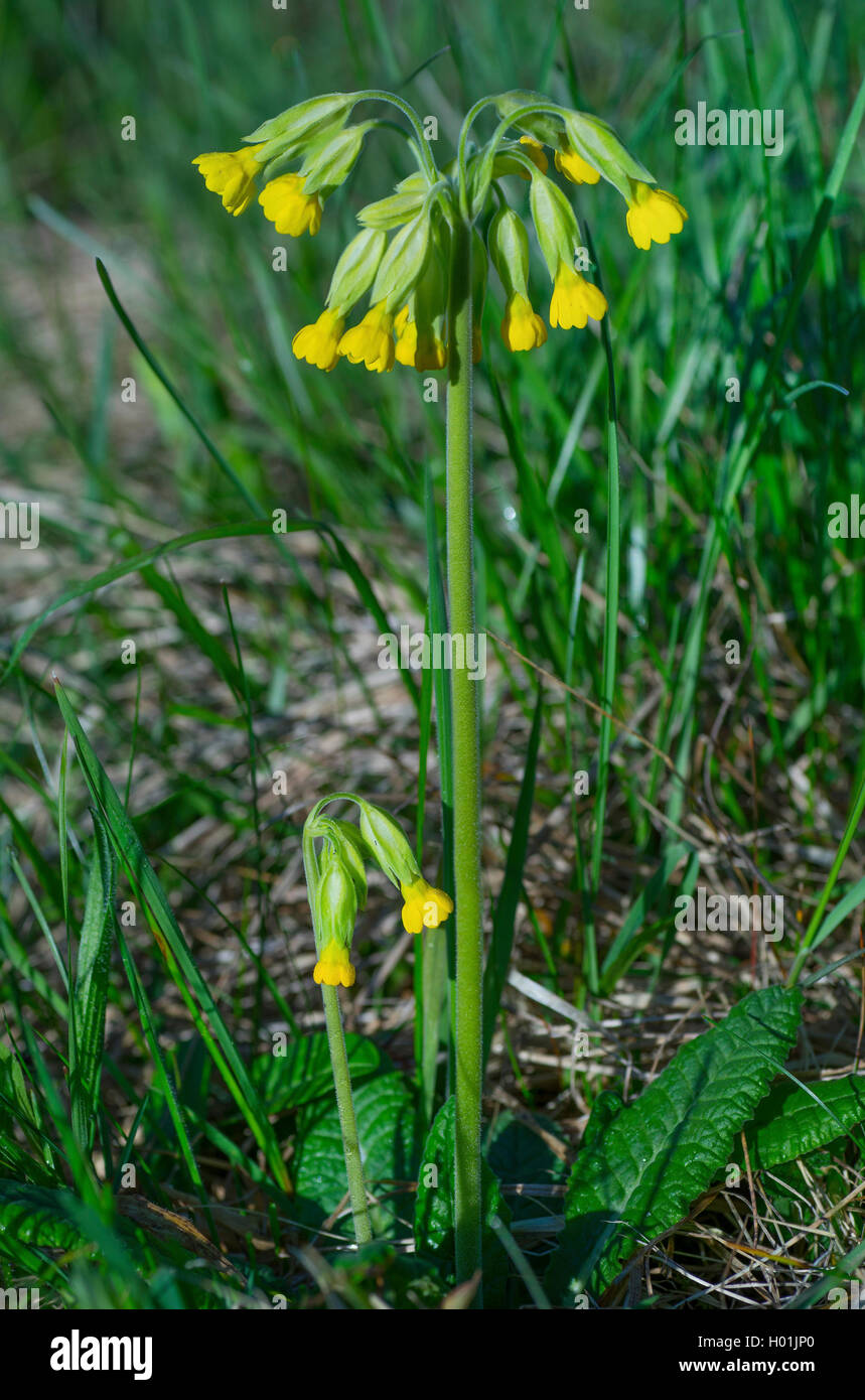 Cowslip, Common cowslip Cowslip primrose (Primula veris, Primula ...