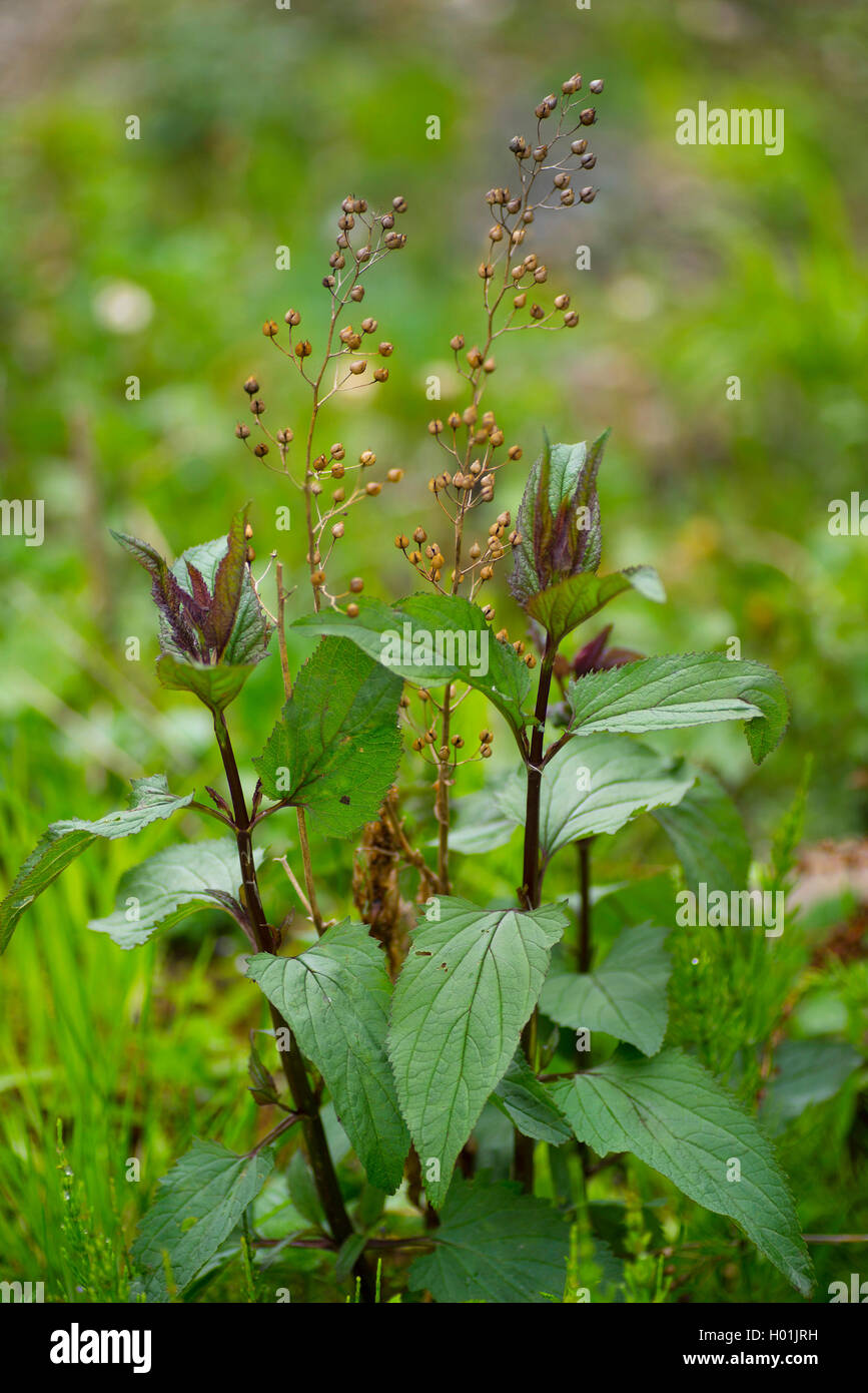 common figwort, knotted figwort (Scrophularia nodosa), with druits of ...