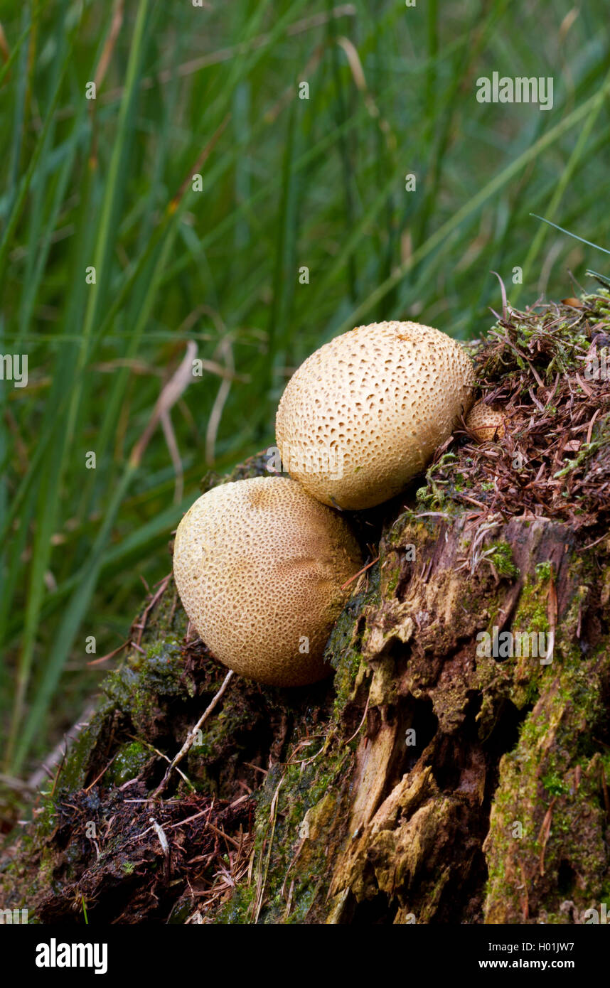 Pigskin poison puffball or Common earth ball on a tree trunk Stock ...