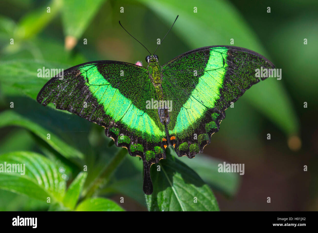 Asian swallowtails hi-res stock photography and images - Alamy