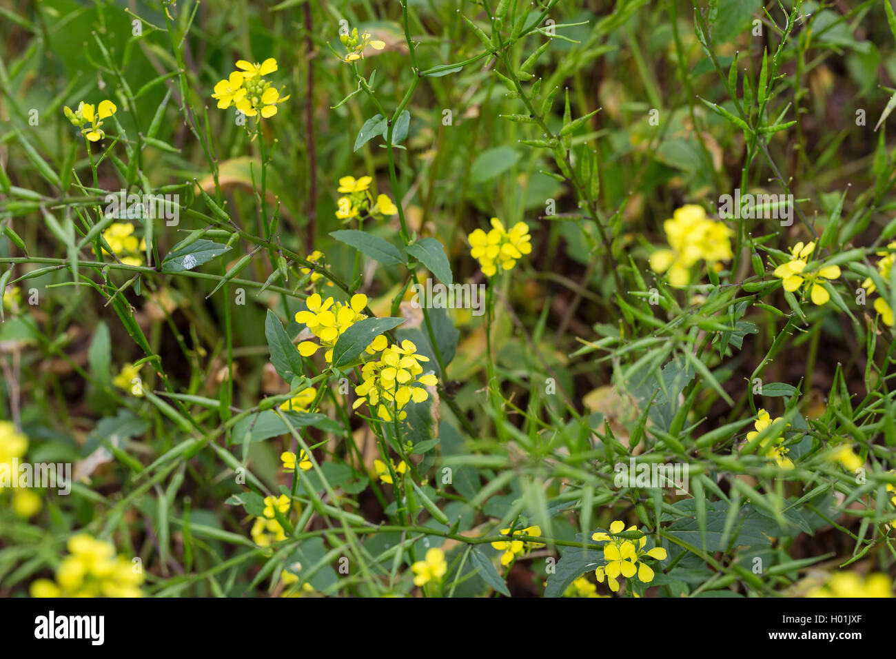 Charlock, Field mustard, Corn mustard (Sinapis arvensis), blooming ...