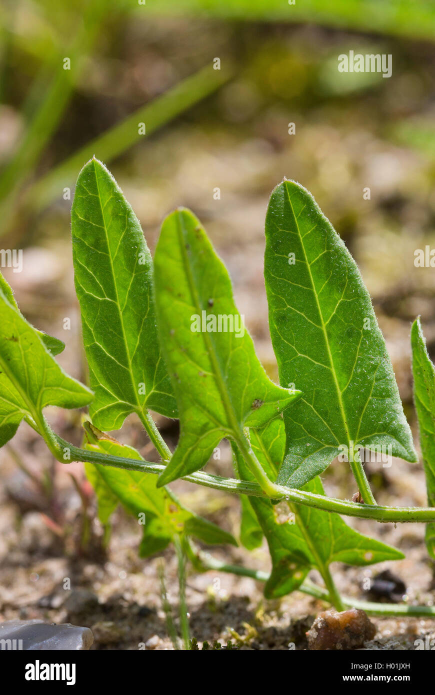 field bindweed, field morning-glory, small bindweed (Convolvulus ...