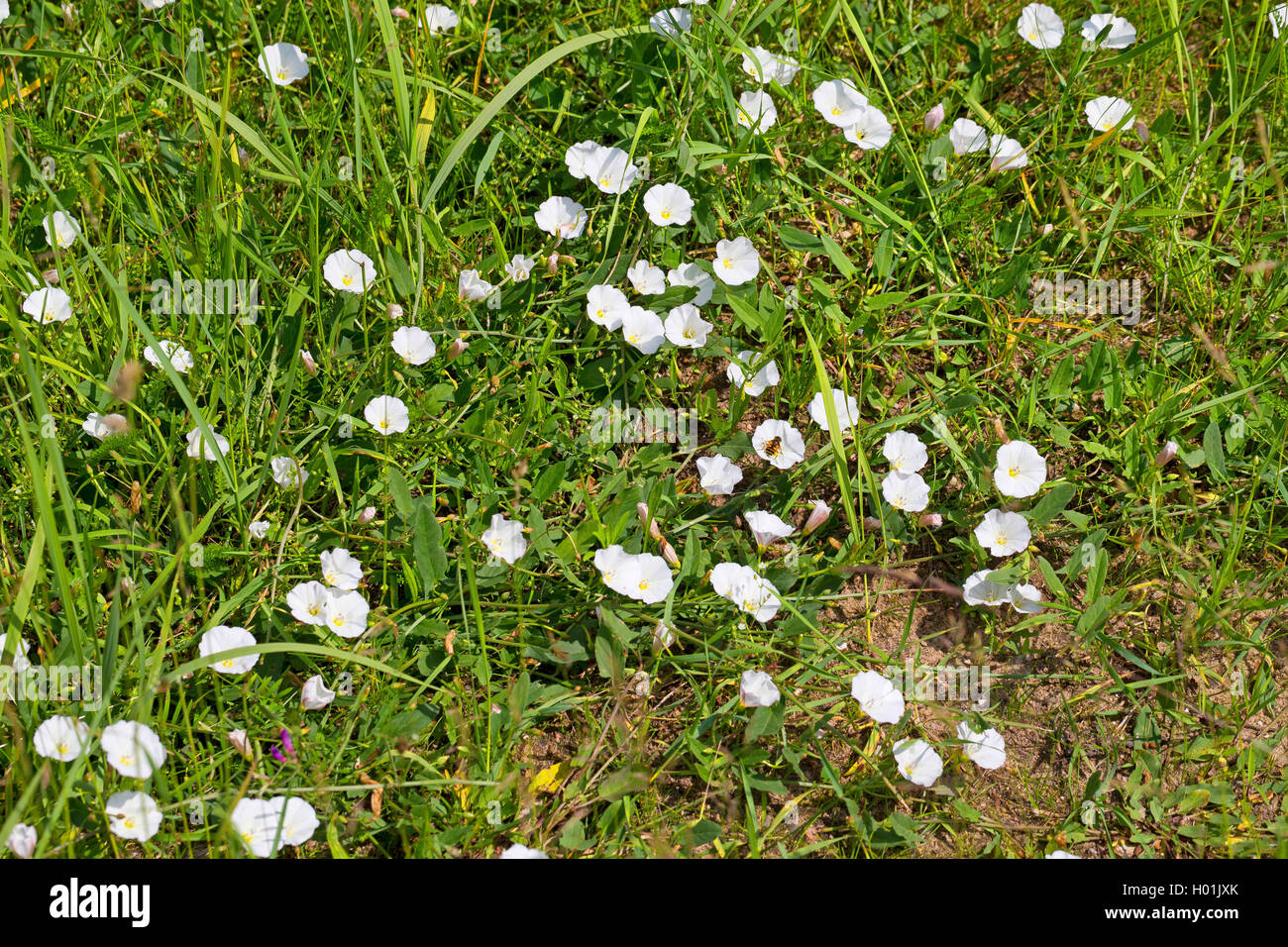 field bindweed, field morning-glory, small bindweed (Convolvulus ...
