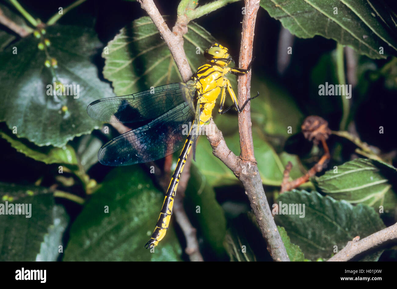 Asian gomphus (Gomphus flavipes), female at a twig, Germany Stock Photo ...