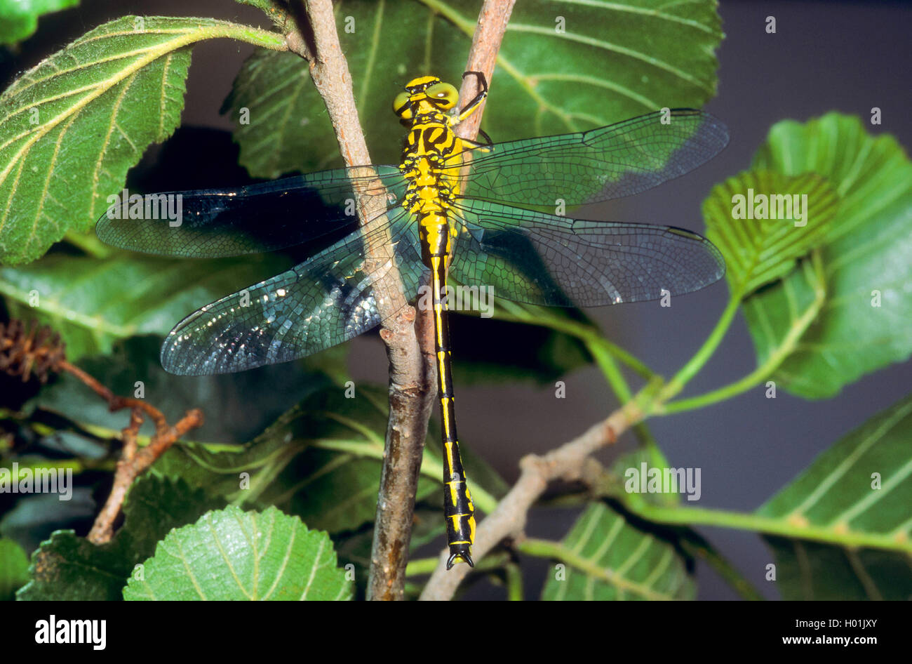 Asian gomphus (Gomphus flavipes), female at a twig, Germany Stock Photo ...