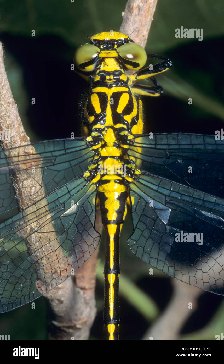 Asian gomphus (Gomphus flavipes), female at a twig, Germany Stock Photo ...