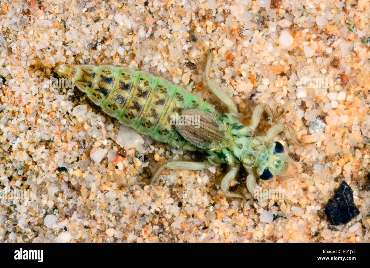 Dragonfly nymph underwater hi-res stock photography and images - Alamy