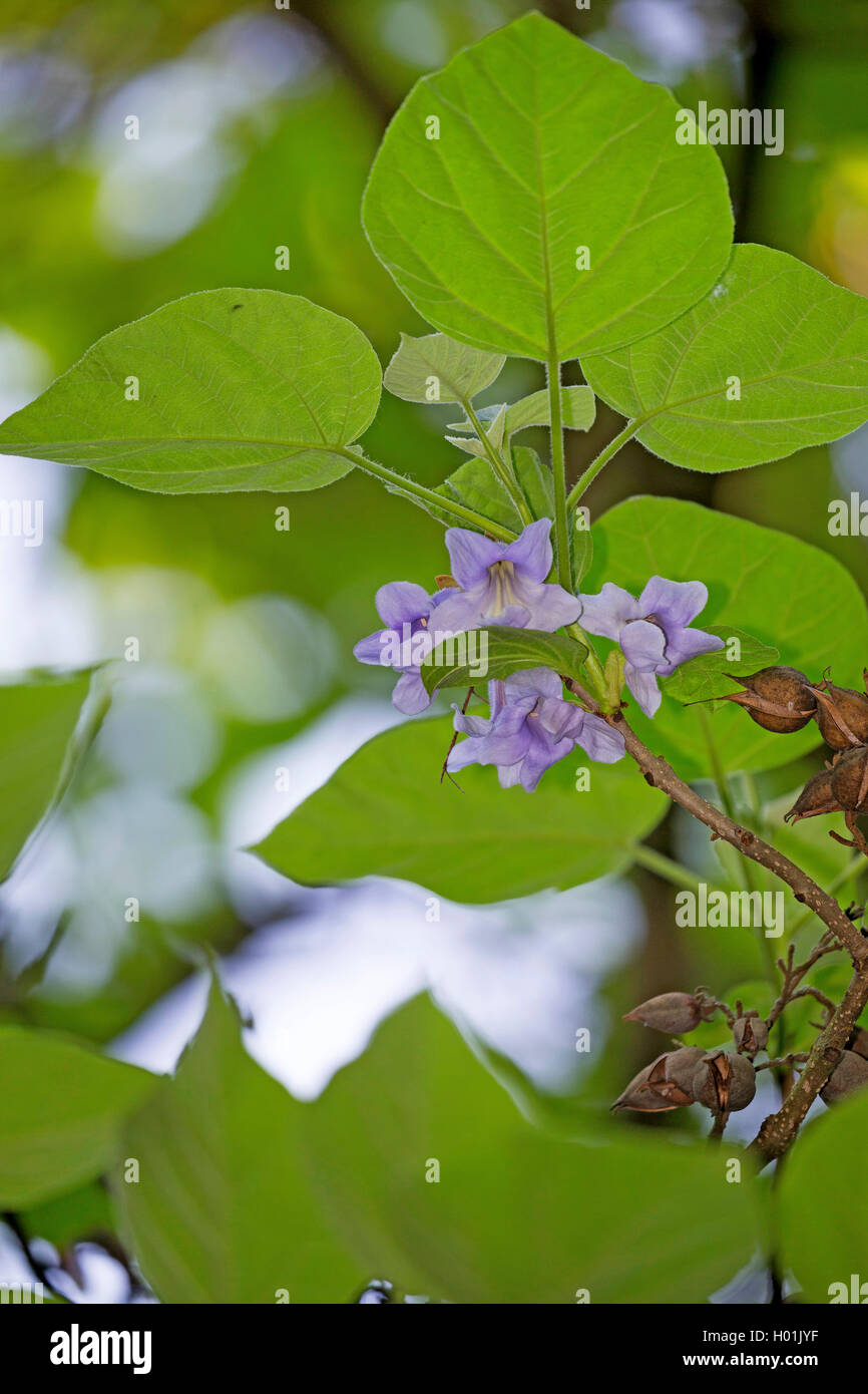 Empress tree, Princess tree, Foxglove tree (Paulownia tomentosa ...